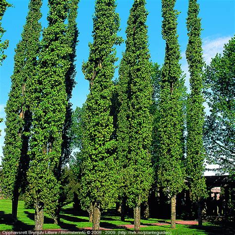 Populus Tremula Erecta Swedish Columnar Aspen Siteone