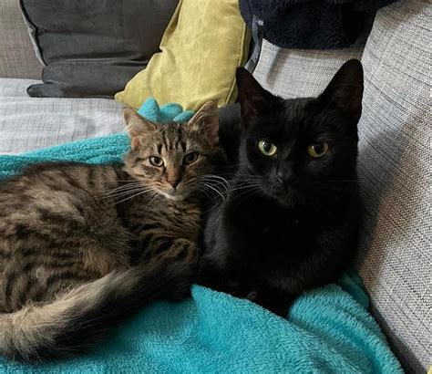 Atomic Kittens Locals Invaded By Radioactive Cats After Workers At