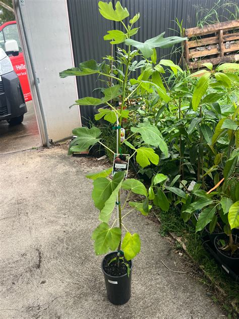Fig Red Conadria Fruitopia Nursery