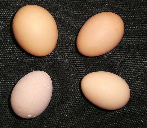 Buff Orpington Duck Egg Color At Frank Royalty Blog