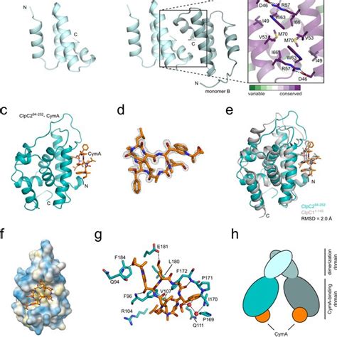 Crystal Structure Of The Clpc2 N Terminal Domain And Of The Clpc2