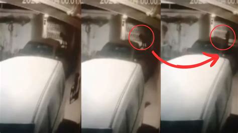 Video Captan A Nahual Convertirse De Perro A Mujer En Nava Coahuila