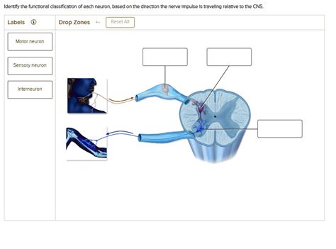 Identify The Functional Classification Of Each Neuron Based On The Direction The Nerve Impulse