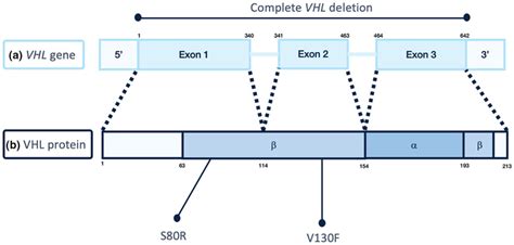 Von Hippellindau Gene And Protein Structure A The Vhl Gene