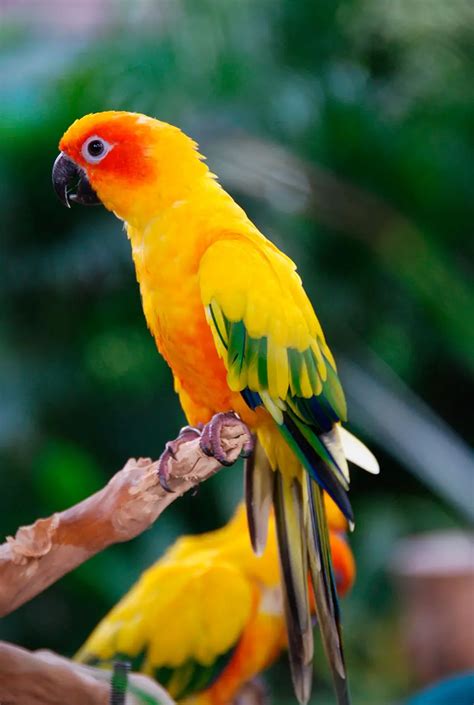 La Aratinga Sol Aratinga Solstitialis Aves Exóticas