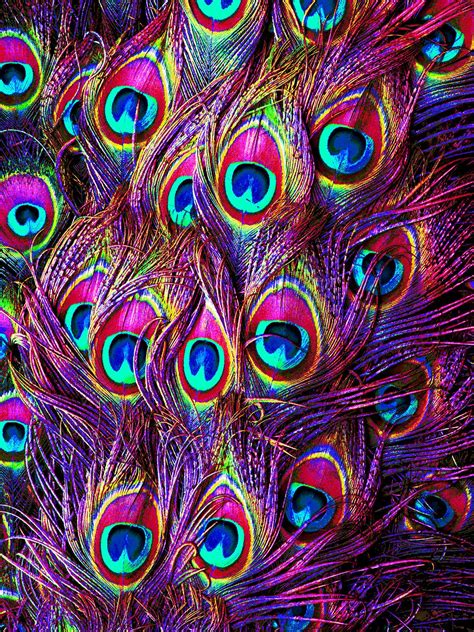 Pink Peacock Feather Background