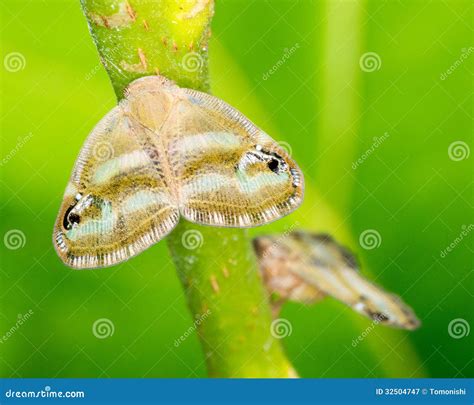 Leafhopper Stock Image Image Of Eyes Green Cyan Leaf 32504747