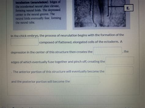 Solved E Incubation Neurulation Edges Of The Ectodermal