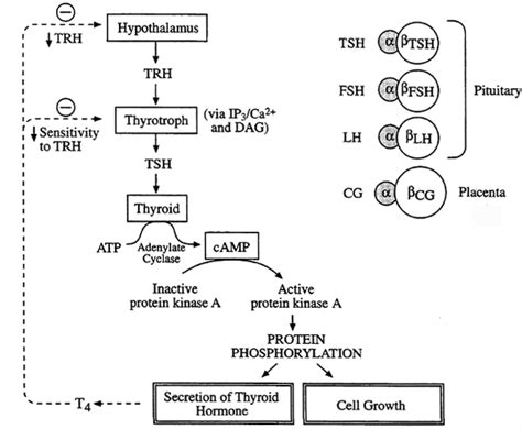 Thyroid Hormone System