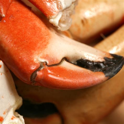 What Is The Difference Between Rock Crab And Stone Crab Stone Crab Club