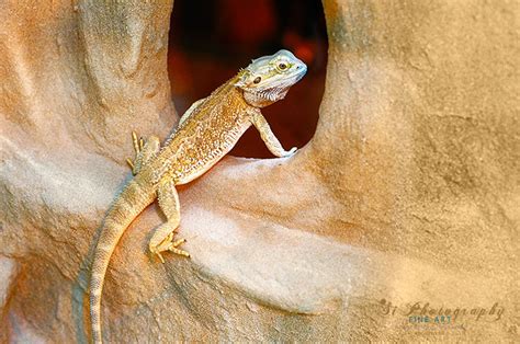 Si Photography A Z Reptilien