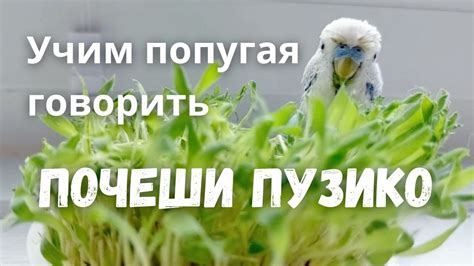 Учим попугая говорить "Почеши пузико" - YouTube