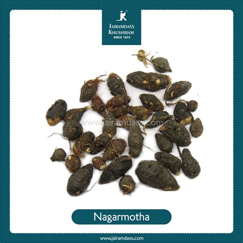 Nut Grass Root Edible At John Pavon Blog