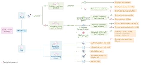 Gram Positive Bacilli Chart