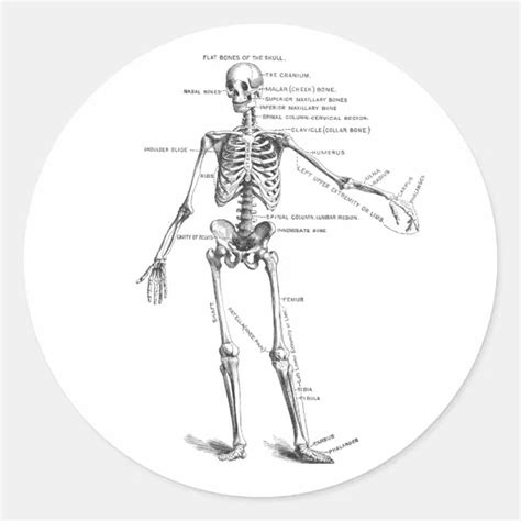 Vintage Medical Anatomy Skeleton Doctor Diagram Classic Round Sticker