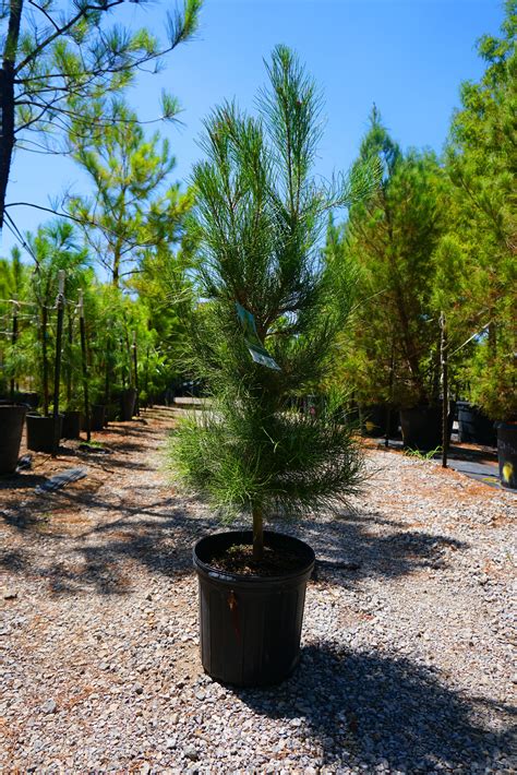 Afghan Pine Fort Worth Texas The Tree Place The Tree Place Tx