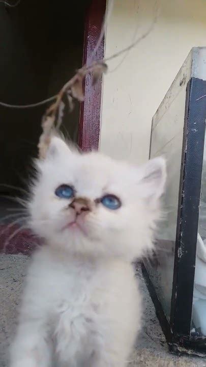 Main Sama Mimi~kitten Youtube