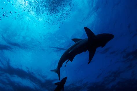 Fear Of Sharks