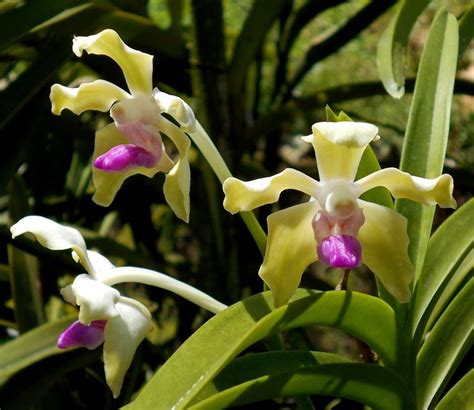 Vanda Tessellata Var Semi Alba Orchids Plants Alba