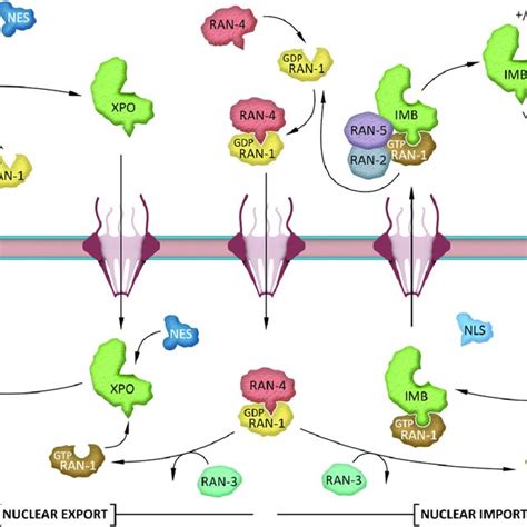 Nuclear Export And Import Of Macromolecules Are Regulated By Transport