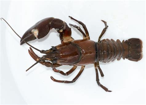 Signal Crayfish Ontarios Invading Species Awareness Program