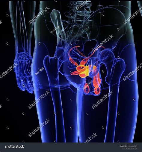 Human Male Reproductive System Includes External Stock Illustration
