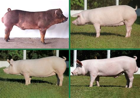 Conheça As Principais Raças De Suínos No Brasil