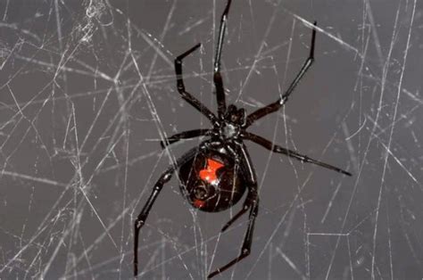Scientists Use Web Sample To Study Dna Of Spider And Victims