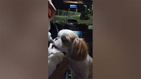 물탱구리~~😆 강아지 Youtube