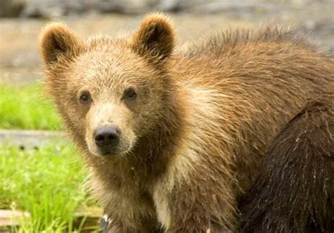 Free Picture Brown Bear Cubs Picture