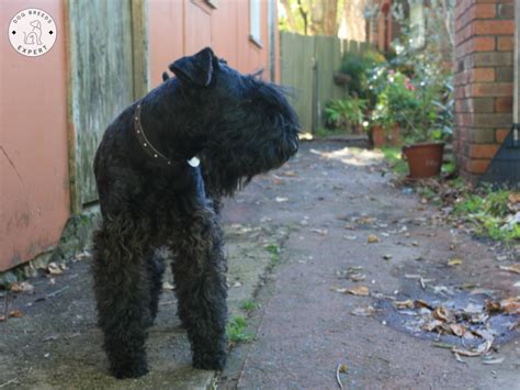 100 Cockapoo Names Adorable Ideas For Your Fluffy Friend