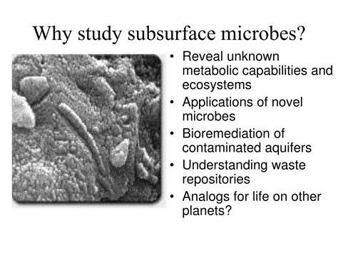 Ppt Life In The Slow Lane Deep Subsurface Geomicrobiology Powerpoint