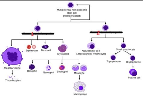 Hematopoiesis Flashcards Quizlet