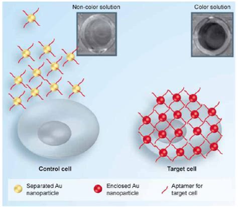 Aptamer Conjugated Gold Nanoparticle Based Colorimetric Assay Download Scientific Diagram