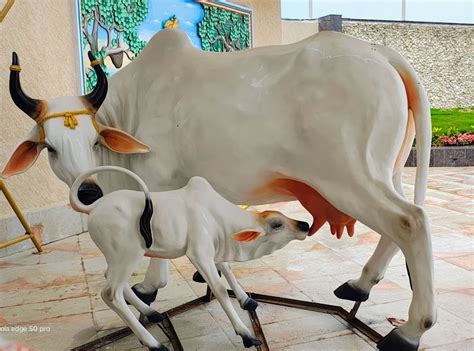 Frp Cow Calf Statue At ₹ 50000piece Kamdhenu Cow Statue In Gwalior