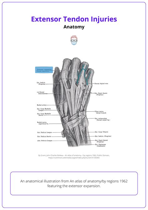Extensor Tendon Injuries Anatomy Clinical Assessment And Management