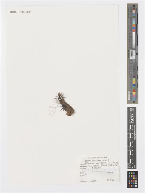 Melocactus Curvispinus Subsp Caesius H L Wendl N P Taylor Plants Of The World Online Kew