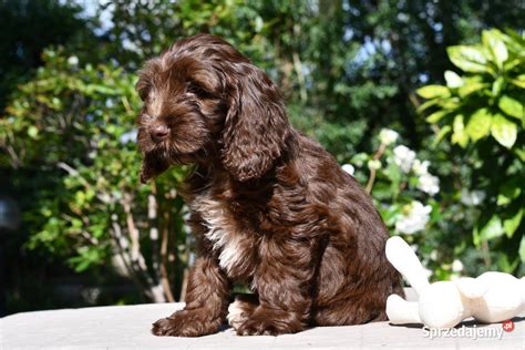 Cockapoo Pudel Spaniel Hybryda Czekoladowe Łódź Sprzedajemypl