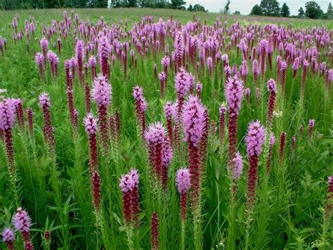 Tropical Grassland Animals And Plants Browser Images Full