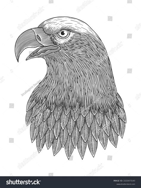 Bald Eagle Head Vector Vintage Engraving Stock Vector Royalty Free 2222073143 Shutterstock
