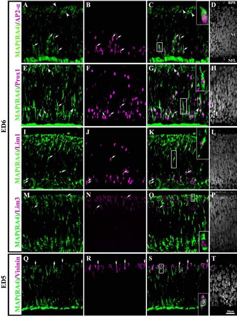 Mapra4 Is Expressed In All Neuronal Retinal Precursor Types Download Scientific Diagram