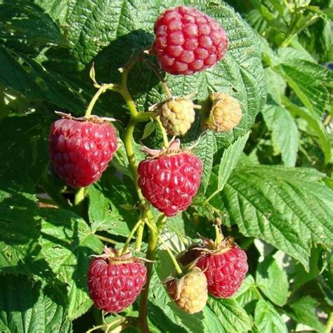 Heritage Raspberry Nutcracker Nursery And Tree Farm