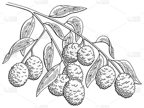 荔枝果图形分枝黑白孤立素描插图向量