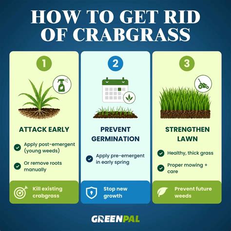 How To Get Rid Of Crabgrass And Prevent It Returning Greenpal