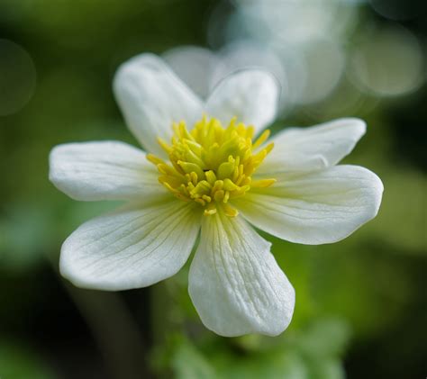 Caltha Palustris Alba