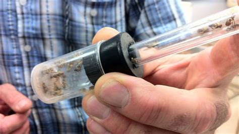 Sex Drive Of Sterile Fruit Flies Boosted By Caffeine Researchers Say Abc News