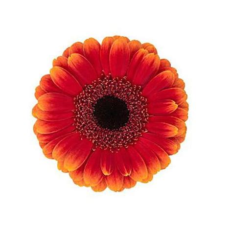Germini Allround Wholesale Flowers Germini Flower Suppliers