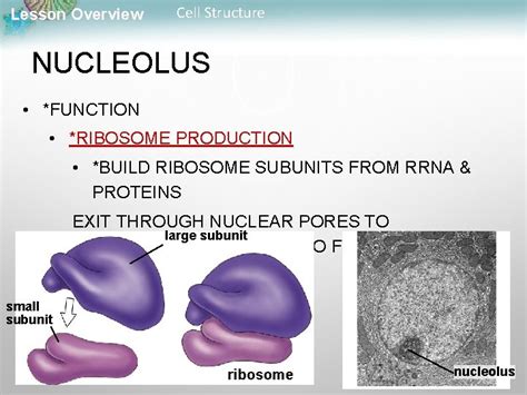Cell Structures Describe The Structure And Function Of