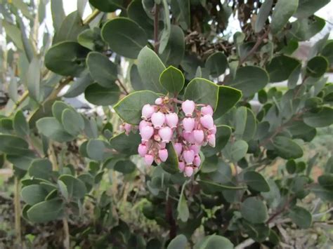 Grow Manzanita Seeds 10 Arctostaphylos Seeds For Garden Enthusiasts