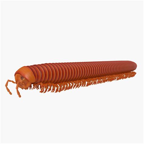 Giant Millipede 3d Model 29 Ma Fbx Obj Free3d